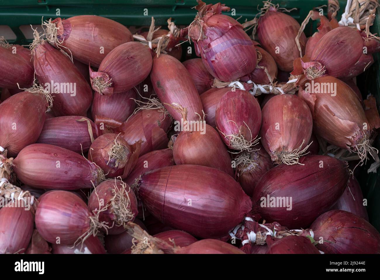 Red common onion (Allium cepa) at the market, Bavaria, Germany Stock ...