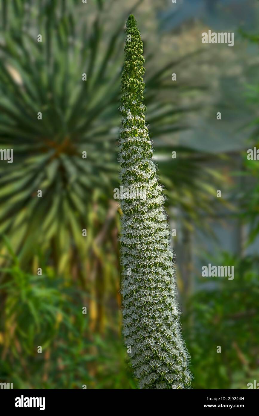 Tower of jewels (Echium simplex), Botanical Garden, Erlangen, Middle ...