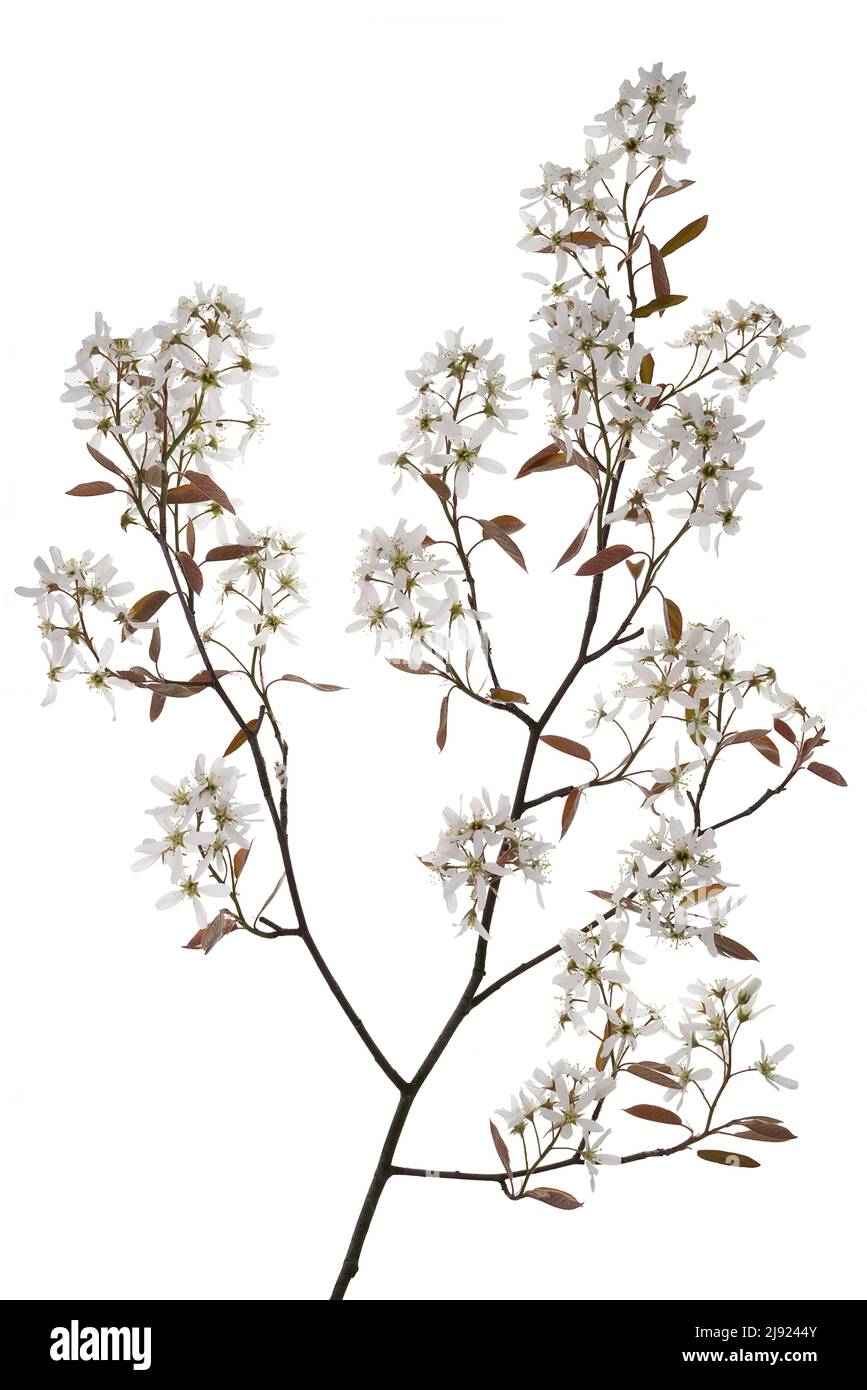 Flowering branch of a snowy mespilus (Amelanchier lamarckii) on a white ...