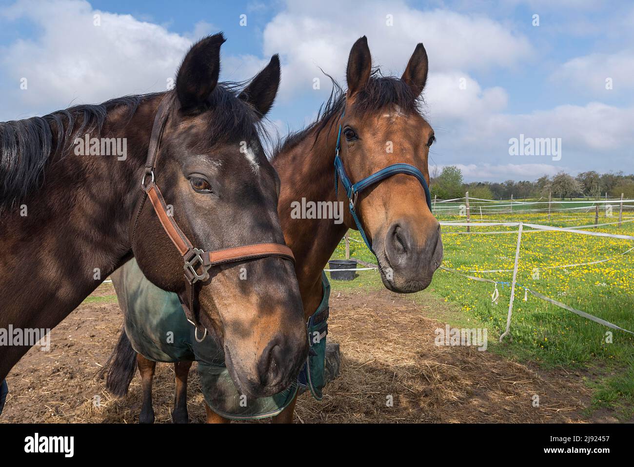 Two riding horses one hi-res stock photography and images - Alamy