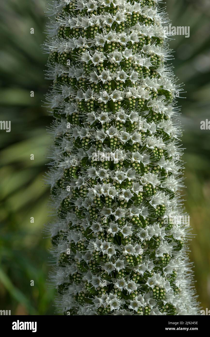 Detail of the White Anaga tower of jewels (Echium simplex), Botanical ...