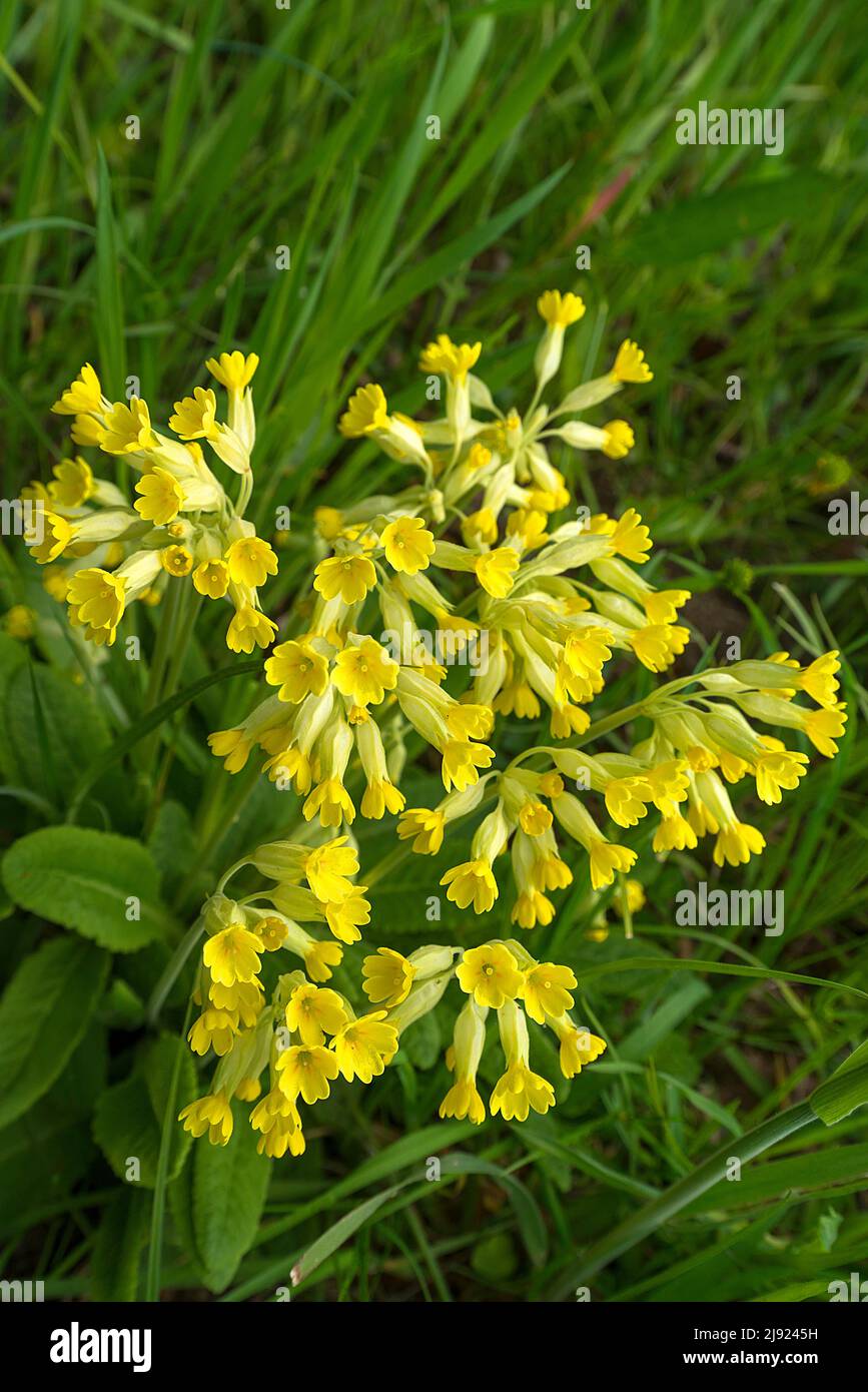 Common cowslip hi-res stock photography and images - Alamy