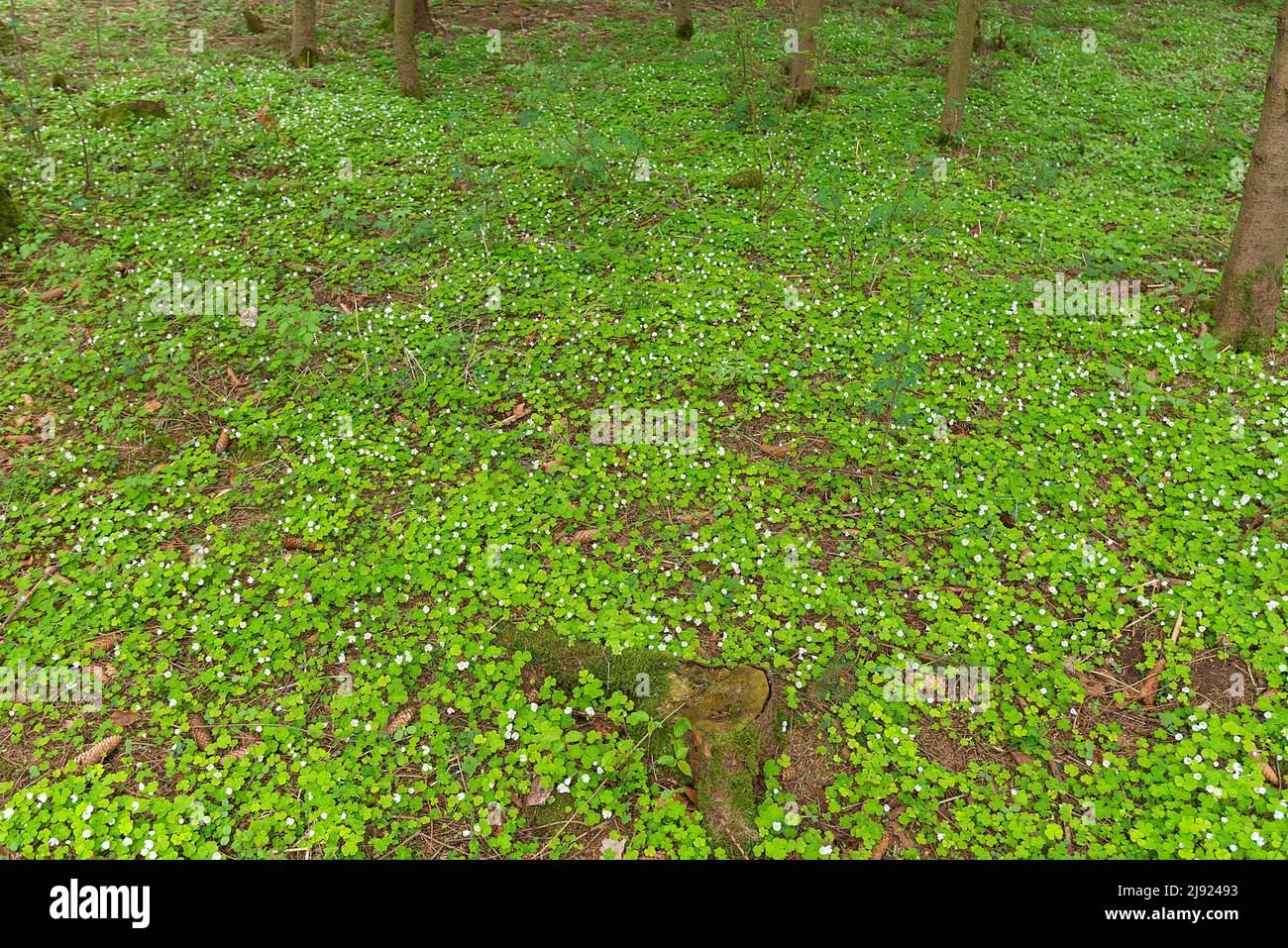 Flowering wood sorrel (Oxalis) in the forest, Bavaria, Germany Stock ...