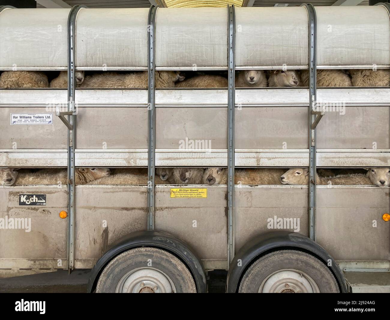Sheep in a transport trailer, Mecklenburg-Western Pomerania, Germany ...