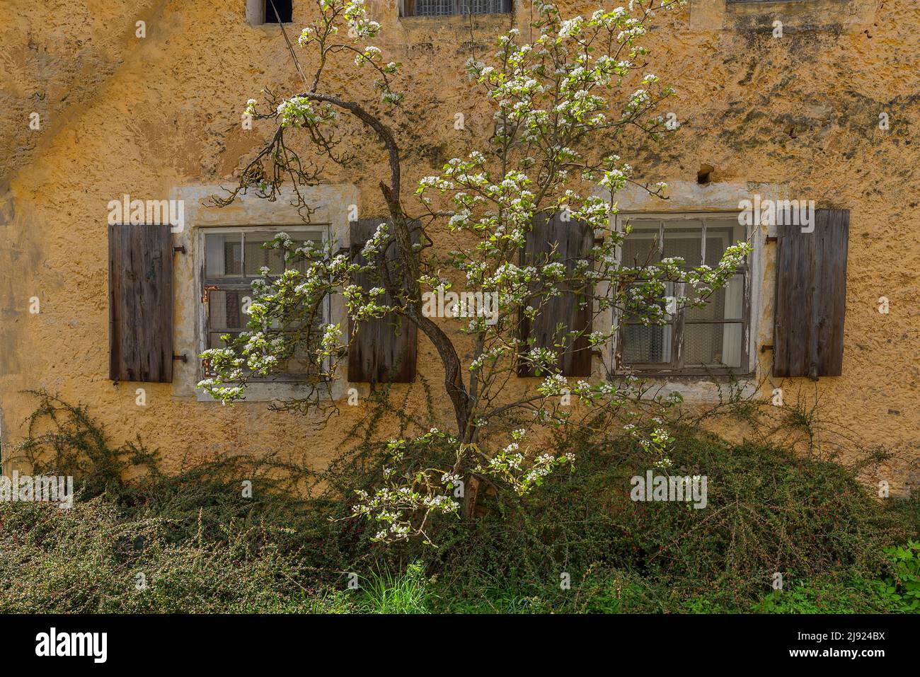 Flowering pear (Pyrus) tree at an old farmhouse, Karsberg, Upper ...