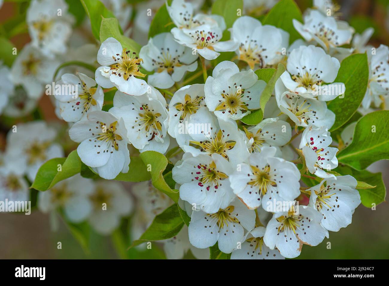 Flowers of a cultivated pear tree (Pyrus communis L.) (Pyrus communis L ...