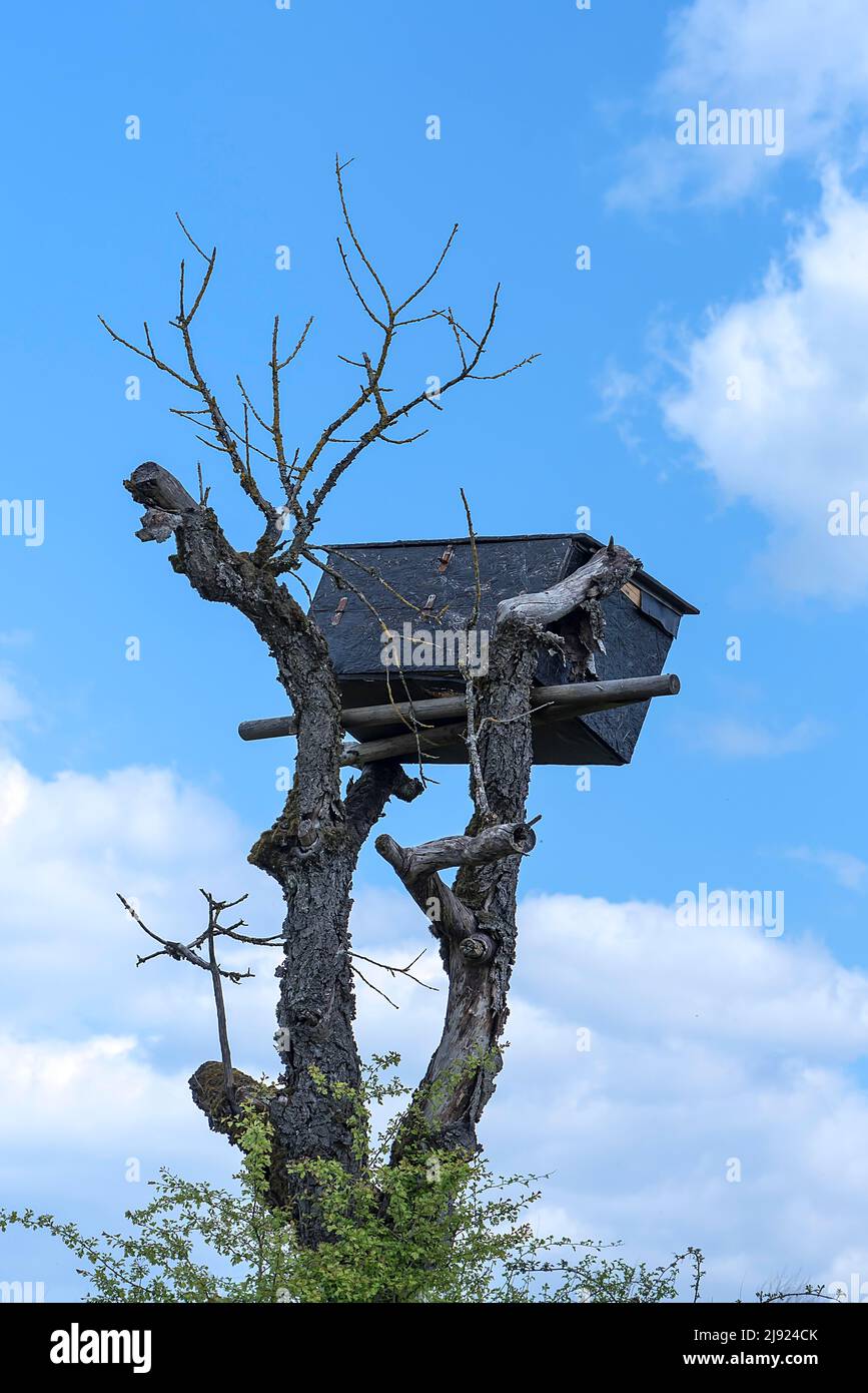 Dead cherry tree hi-res stock photography and images - Alamy