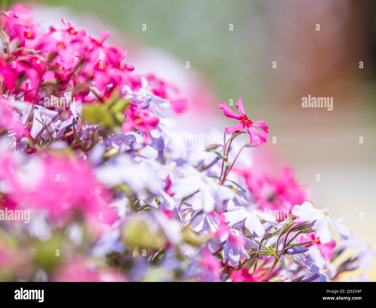 Flowering creeping phlox (Phlox subulata), Leoben, Styria, Austria ...