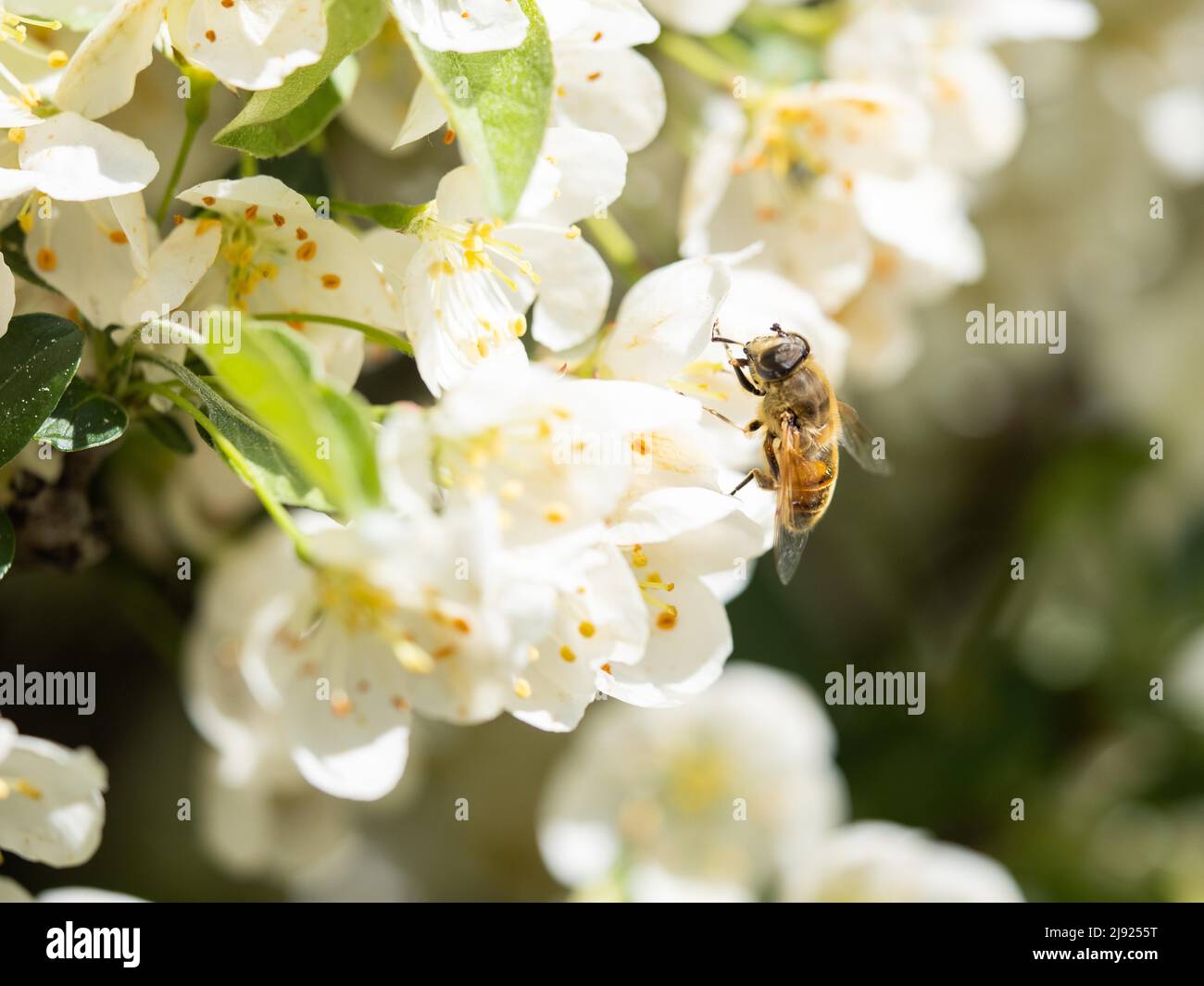 Apple tree (Malus domestica) with honey bee (Apis mellifera), Leoben ...