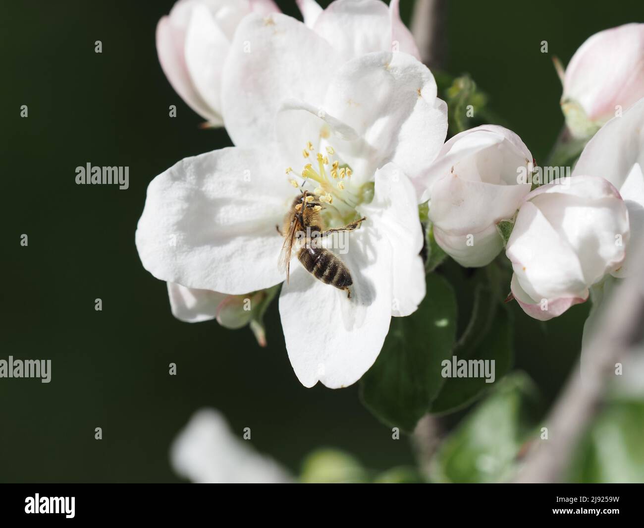Apple tree (Malus domestica) with honey bee (Apis mellifera), Leoben ...
