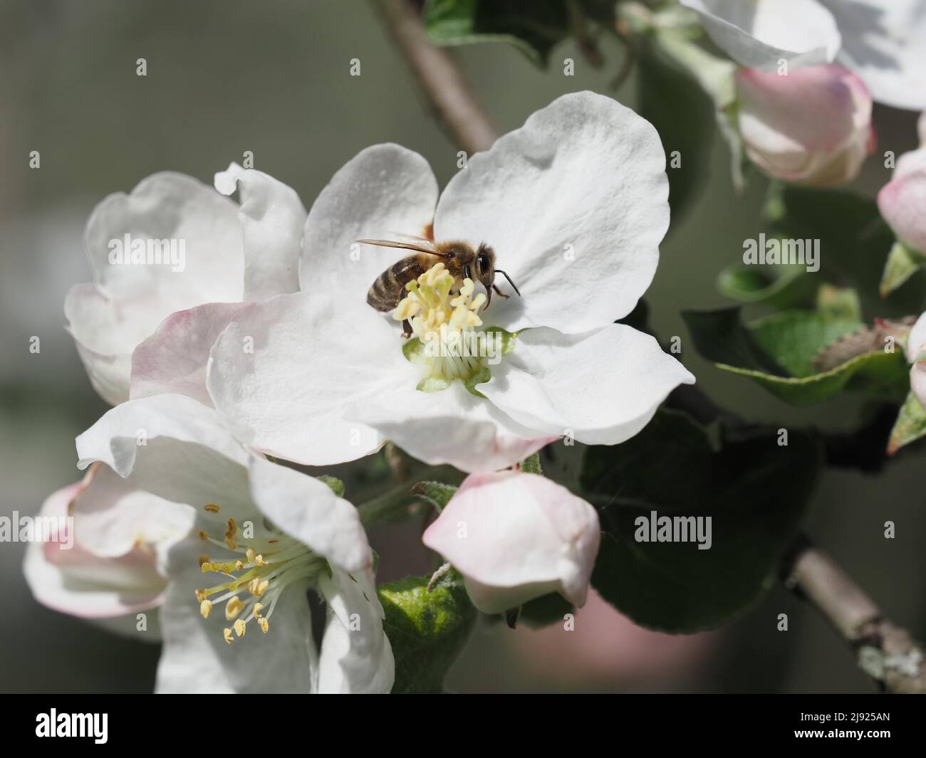 Bee fruit tree hi-res stock photography and images - Alamy