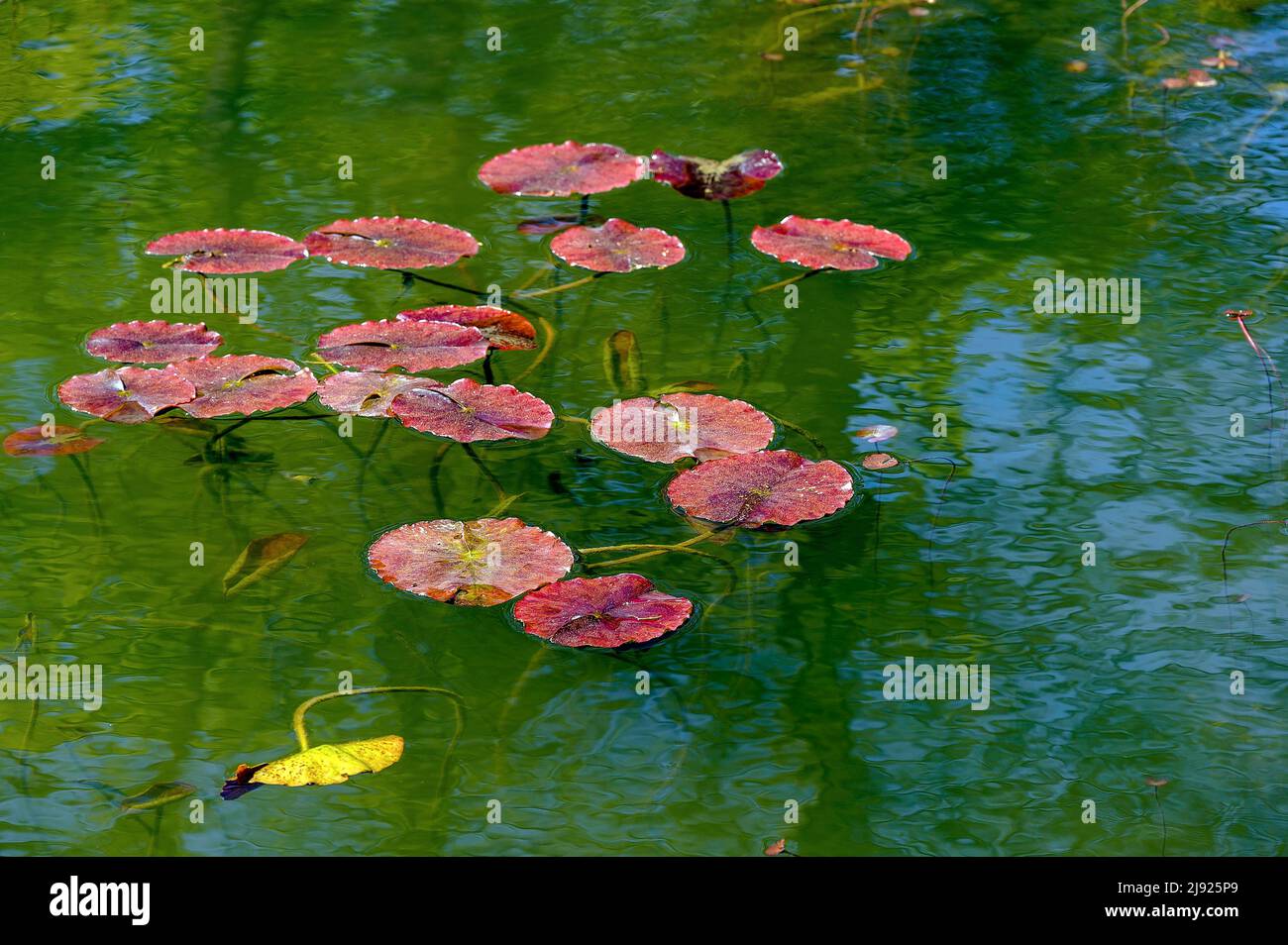 Constance lily hi-res stock photography and images - Alamy