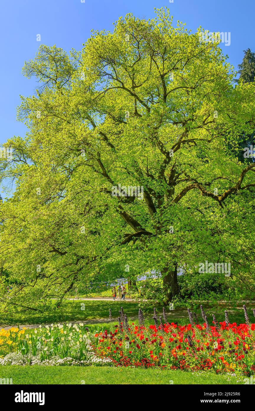 Tulips (Tulipa) and oak tree (Quercus) with tourists, Mainau Island ...