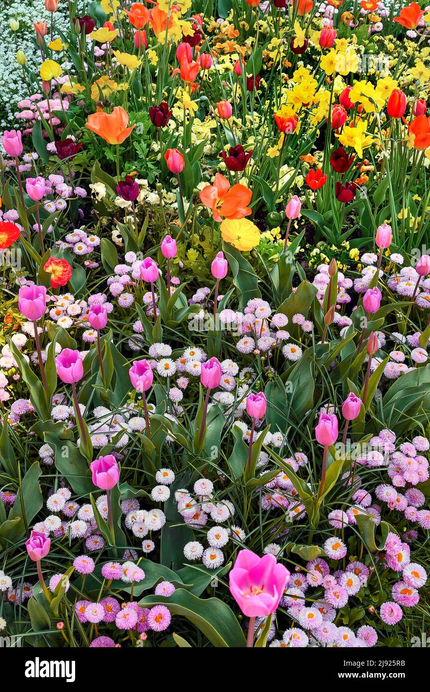 Common daisy (Bellis perennis) and tulips (Tulipa), Mainau Island, Lake ...