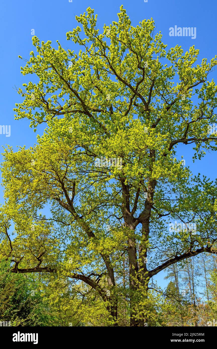 Oak tree (Quercus) in fresh spring green, Mainau Island, Lake Constance ...