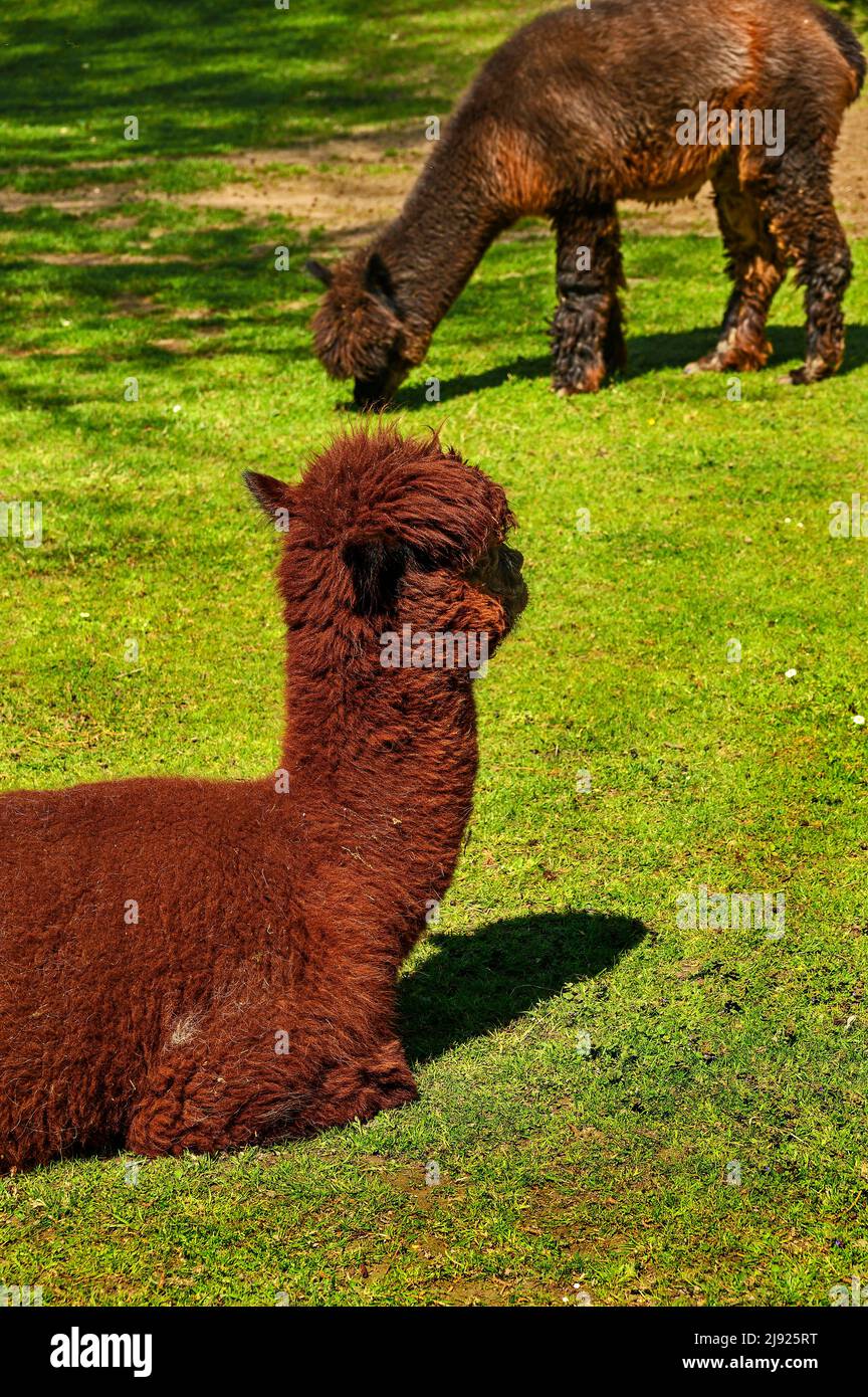 German llamas hi-res stock photography and images - Alamy