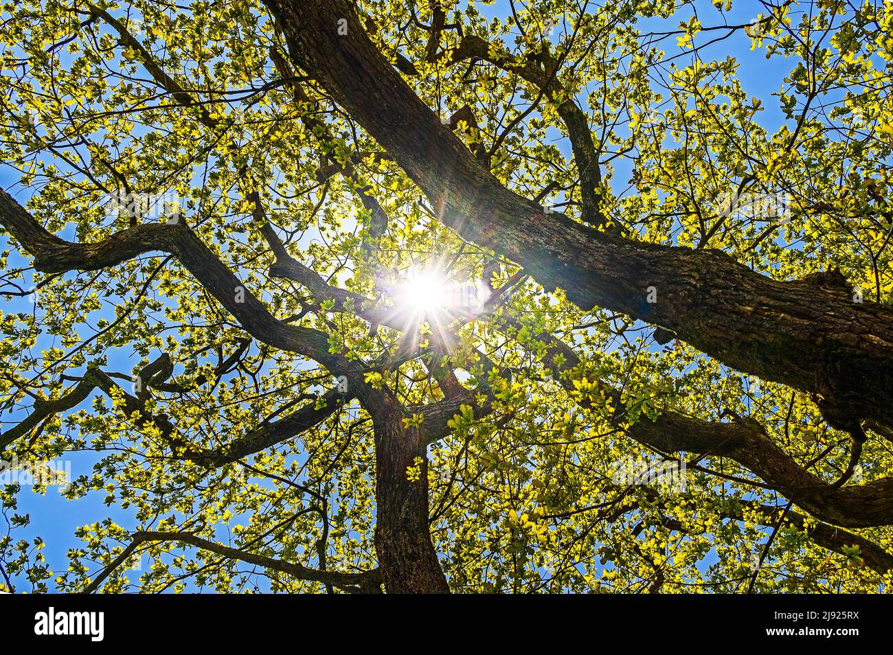 Oak (Quercus) leaves backlit in fresh spring green, Mainau Island, Lake ...
