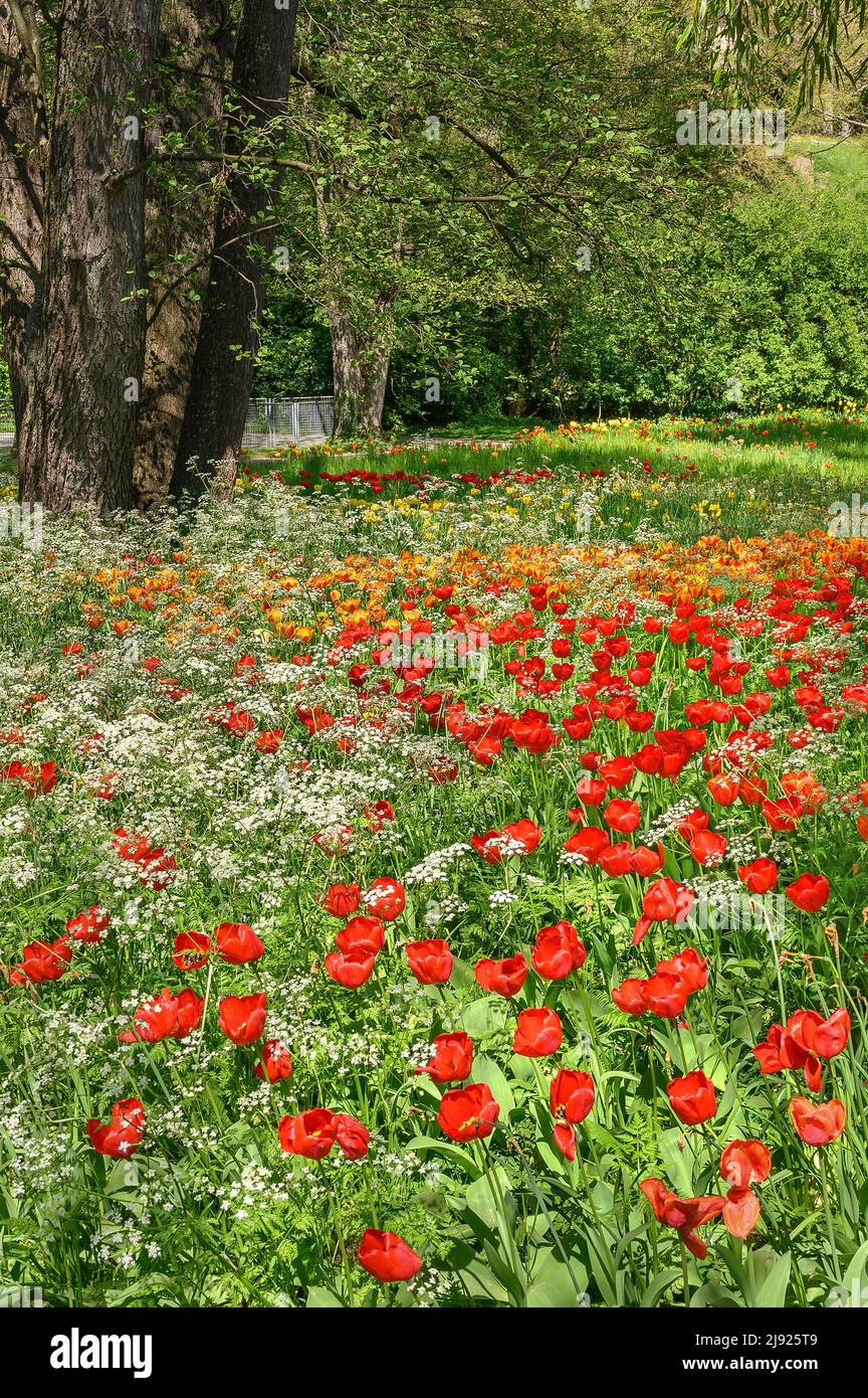 Flower tulips mainau island lake hi-res stock photography and images ...