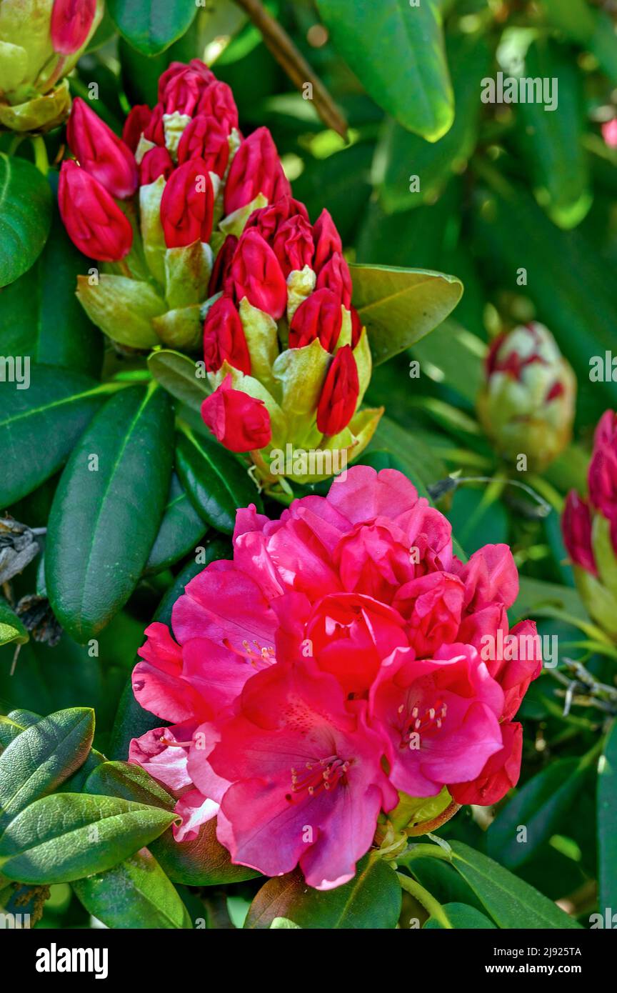 Rhododendron island hi-res stock photography and images - Alamy