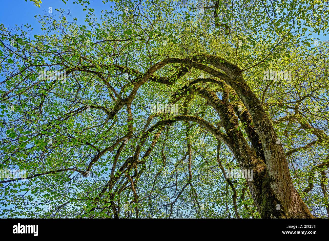 Extremely curved lime tree (Tilia), Mainau Island, Lake Constance ...