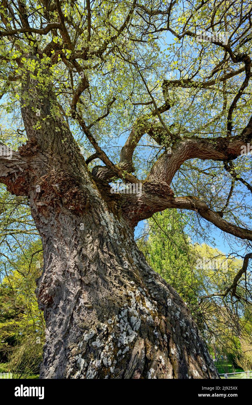 Gnarled bark hi-res stock photography and images - Alamy