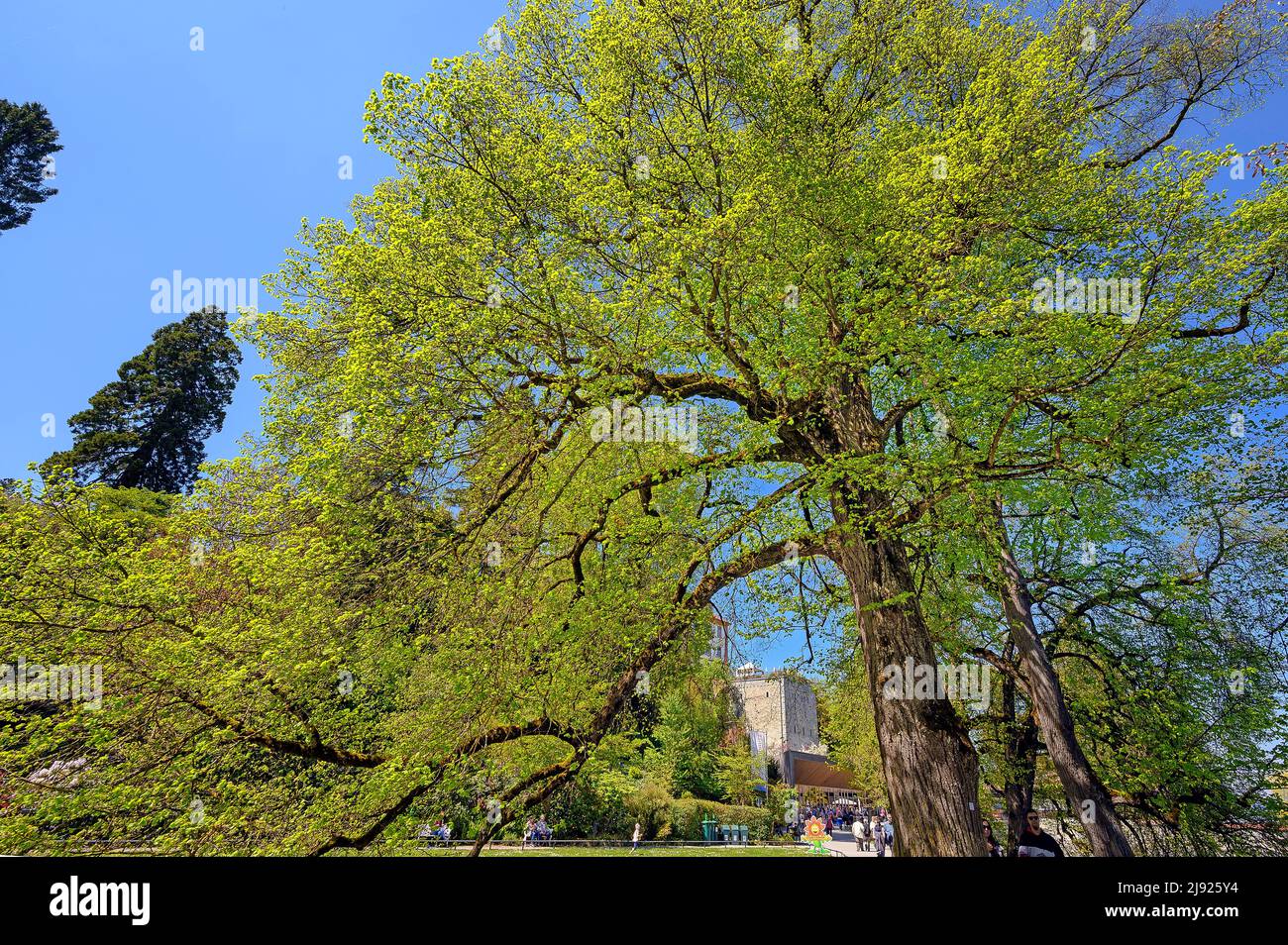 Linden trees (Tilia) in fresh spring green, Mainau Island, Lake ...