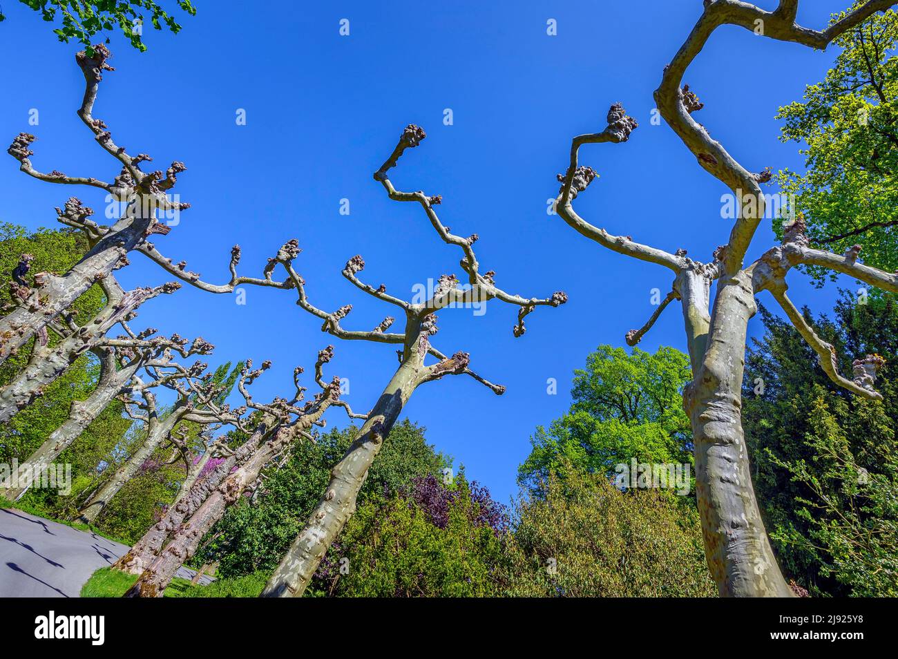 Pruned tree hi-res stock photography and images - Alamy