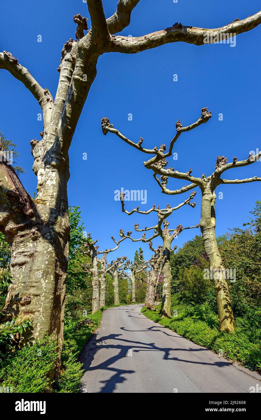 Avenue with pruned plane trees (Platanus), Mainau Island, Lake ...