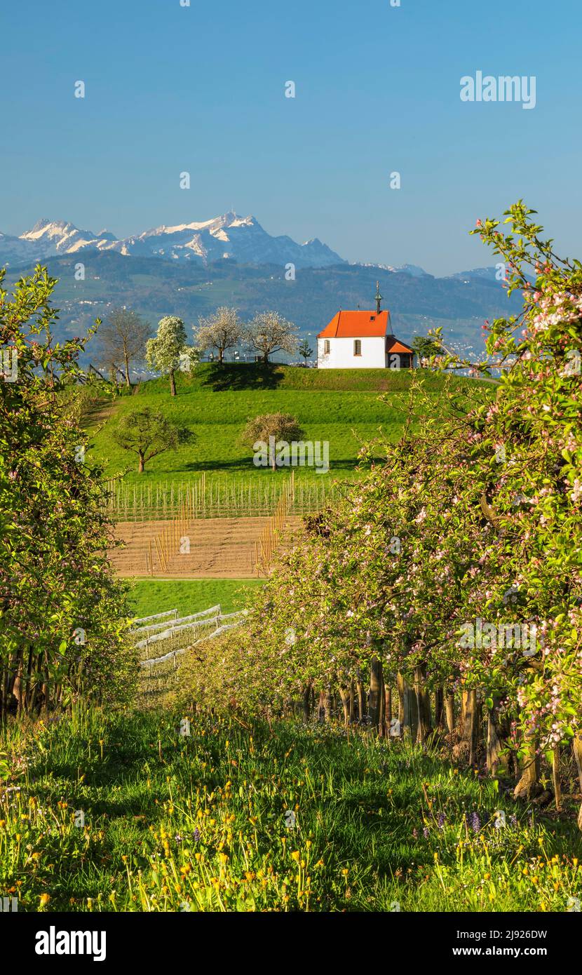 St. Anthony's Chapel with view of the Saentis (2502m) in selmnau near ...