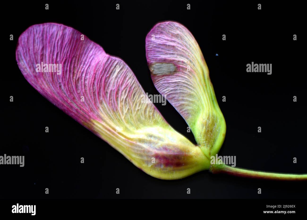 A close up image of a single Maple tree seed pod (samara, whirlibird ...