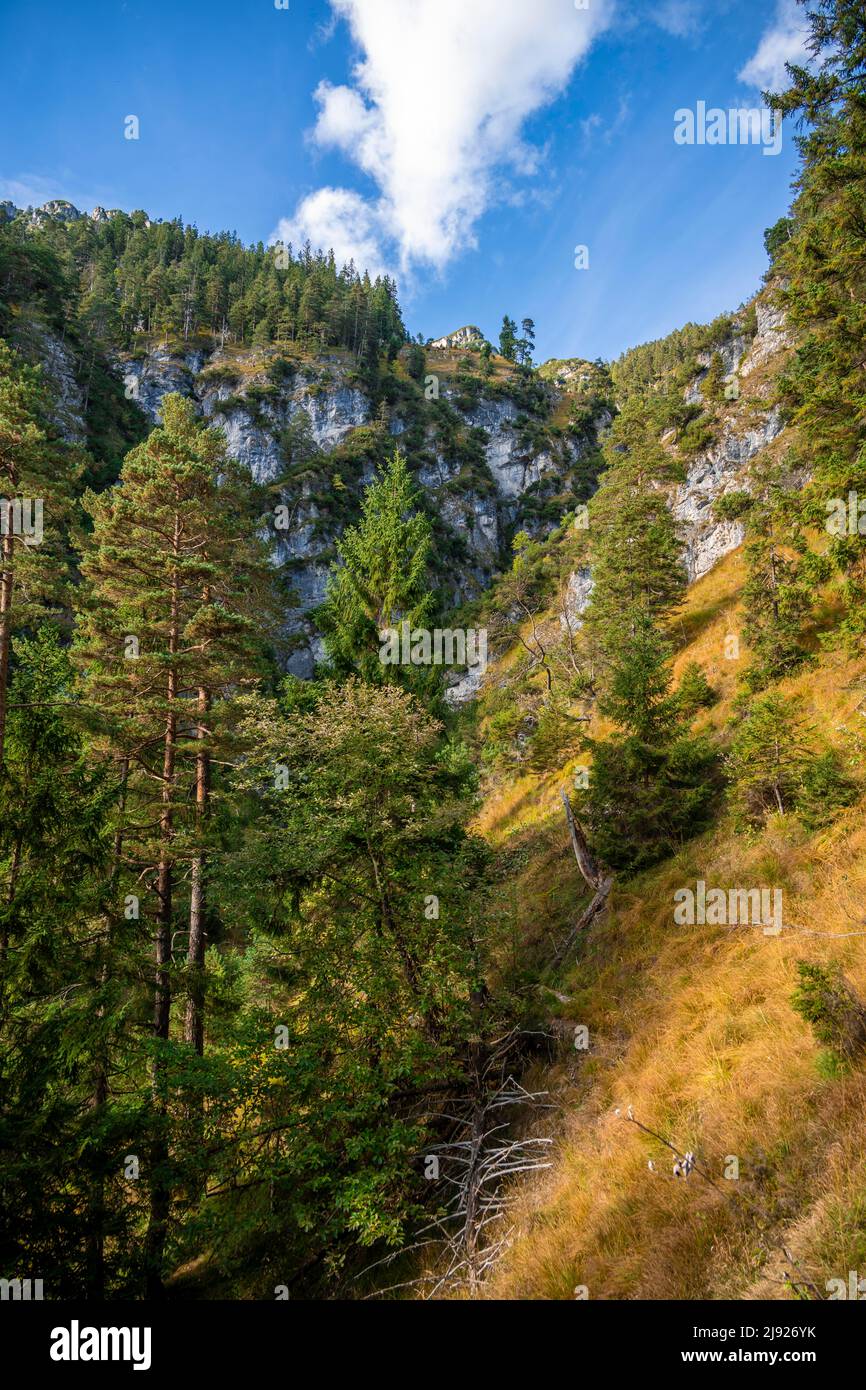 Hike to Kramerspitz, mountain slope with forest, Bavaria, Germany Stock ...