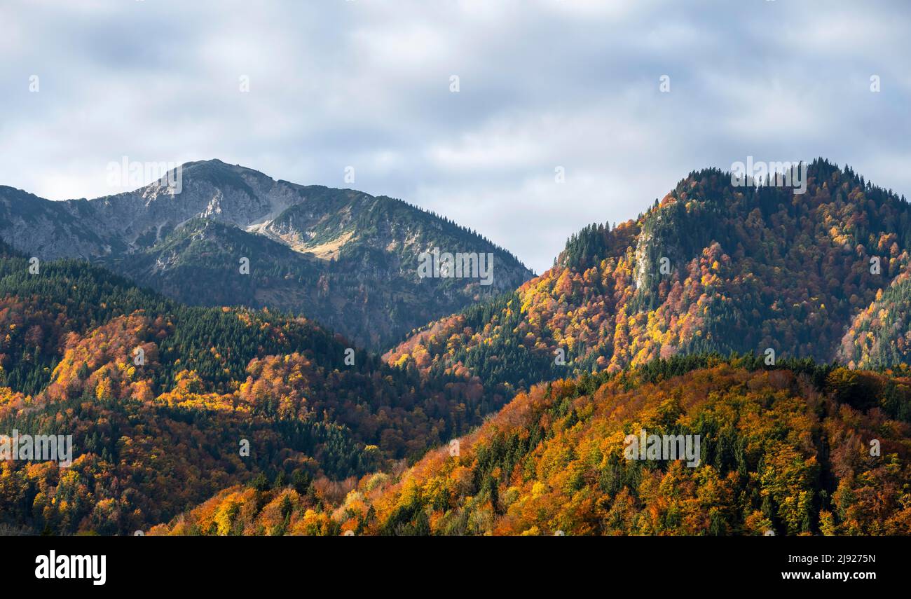 Pre forest hi-res stock photography and images - Alamy