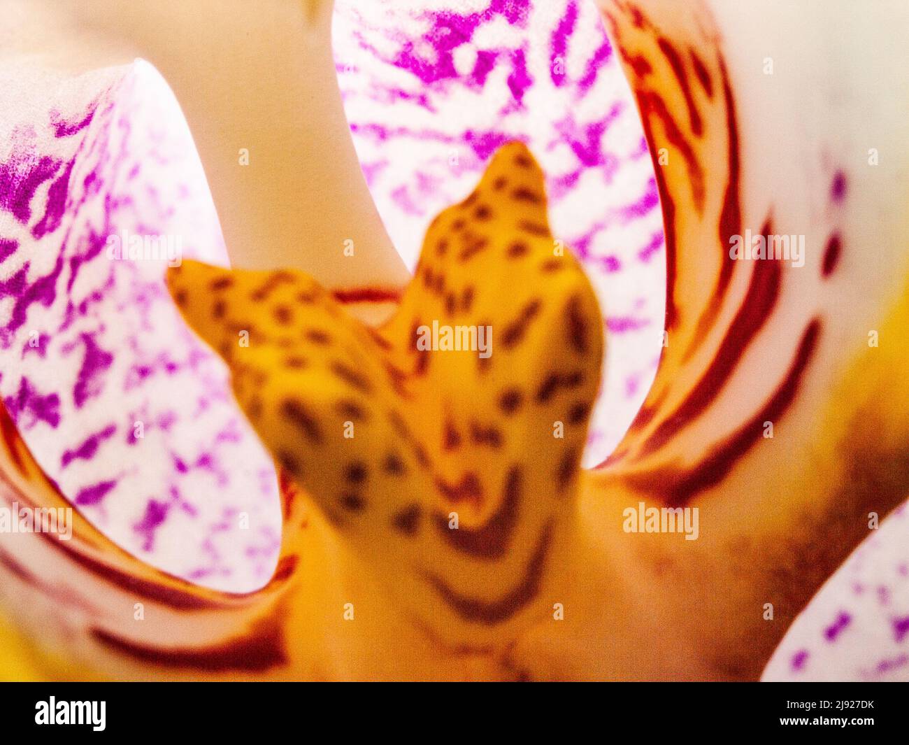 Phalaenopsis amabilis, commonly known as the moon orchid or moth orchid ...