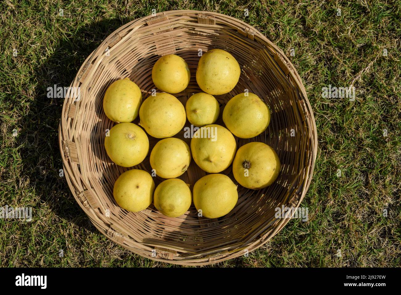 Fresh light yellow lemons of big sized arranged on white background ...