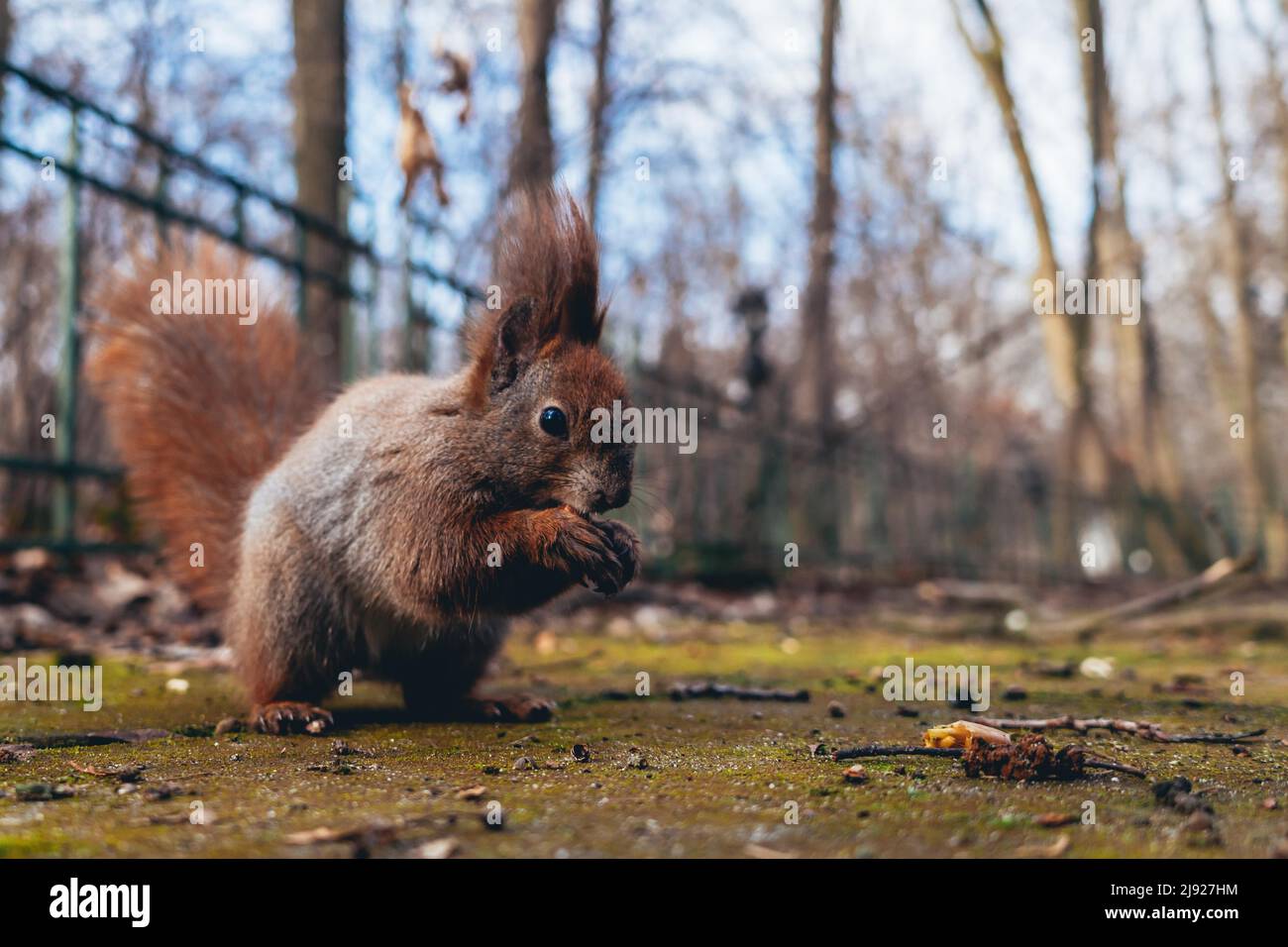 Polish squirrel hi-res stock photography and images - Alamy