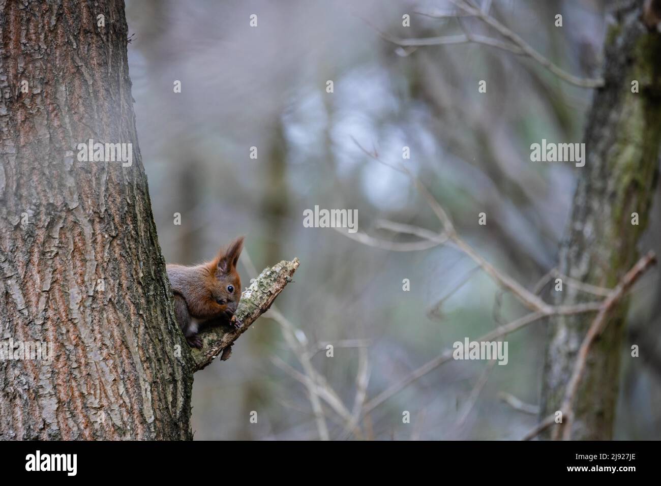 Squirrel sitting, tree, forest, podkarpackie, Poland Stock Photo - Alamy