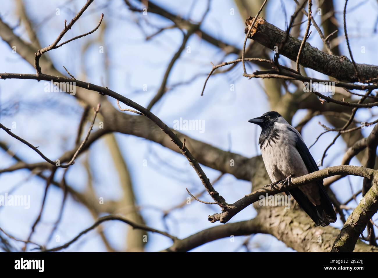 Grey crow (Corvus corone) sitting, tree branch, park, Warsaw, Poland ...