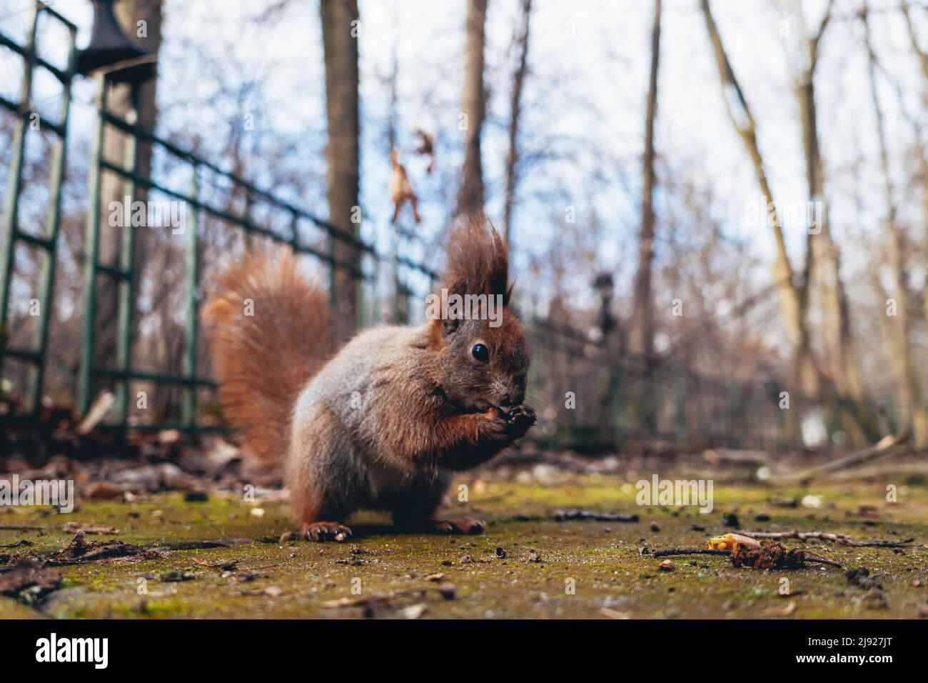 Polish squirrel hi-res stock photography and images - Alamy
