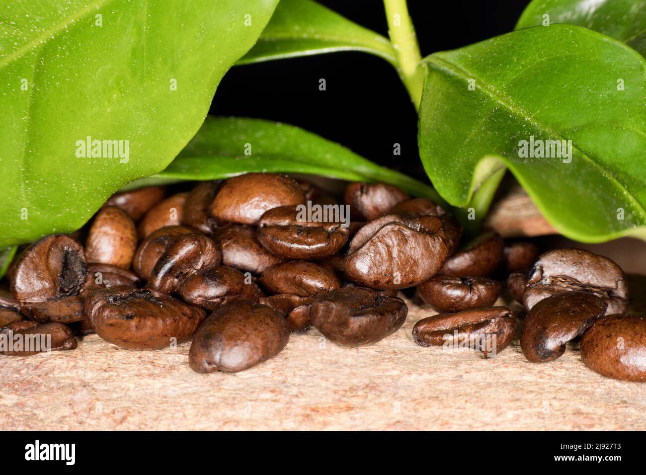 Roasted coffee of the Arabica variety and the green leaves of a coffee ...