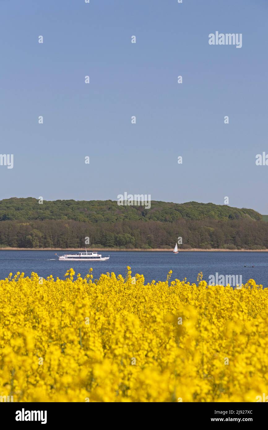 Rape field, excursion boat and sailing boat, Gross Sarau, Grosser ...