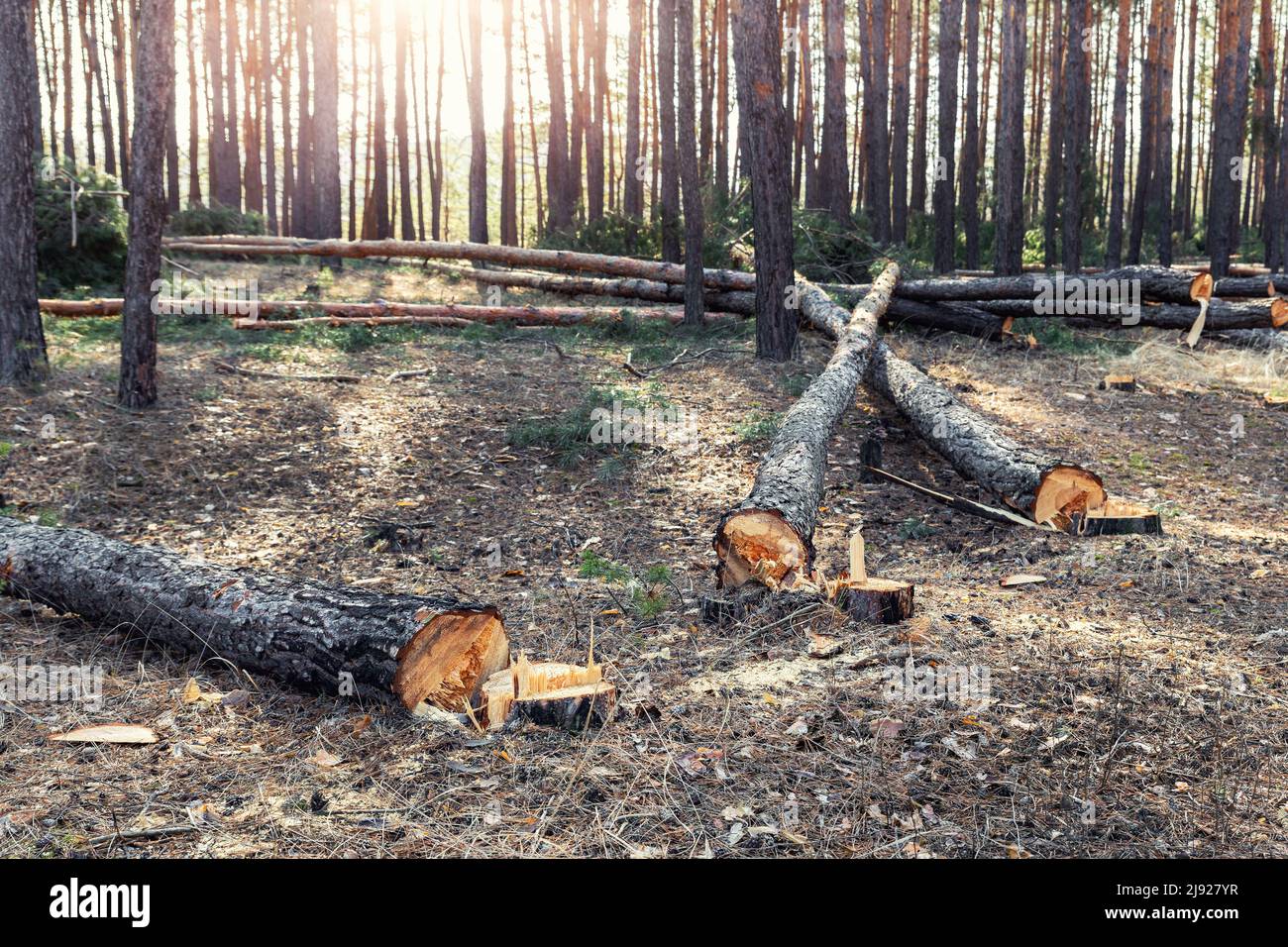 Felling big coniferous pine tree logs at forest landscape. Industrial ...