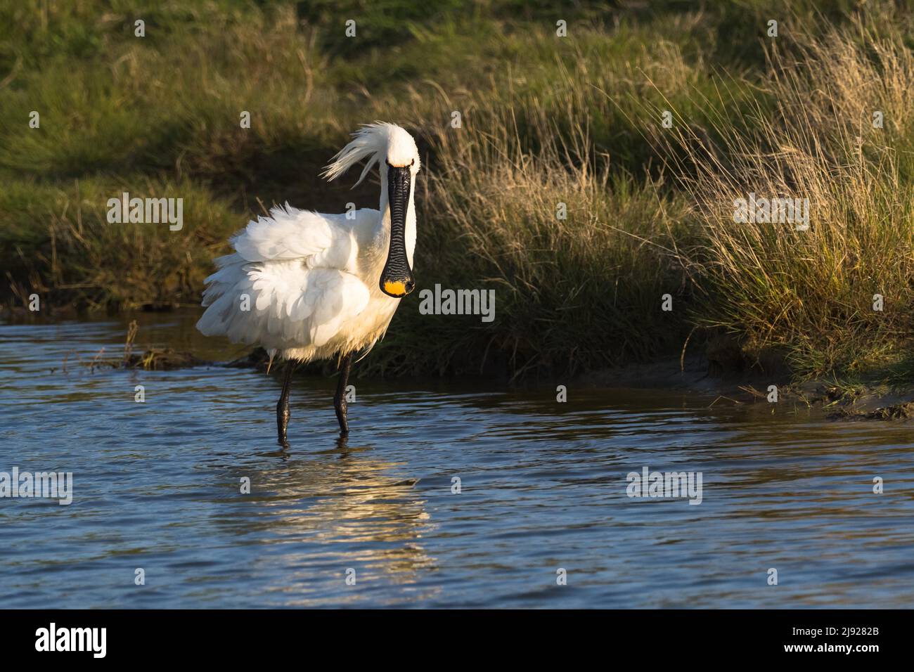 Eurasian spoonbill (Platalea leucorodia), adult bird, standing in water ...