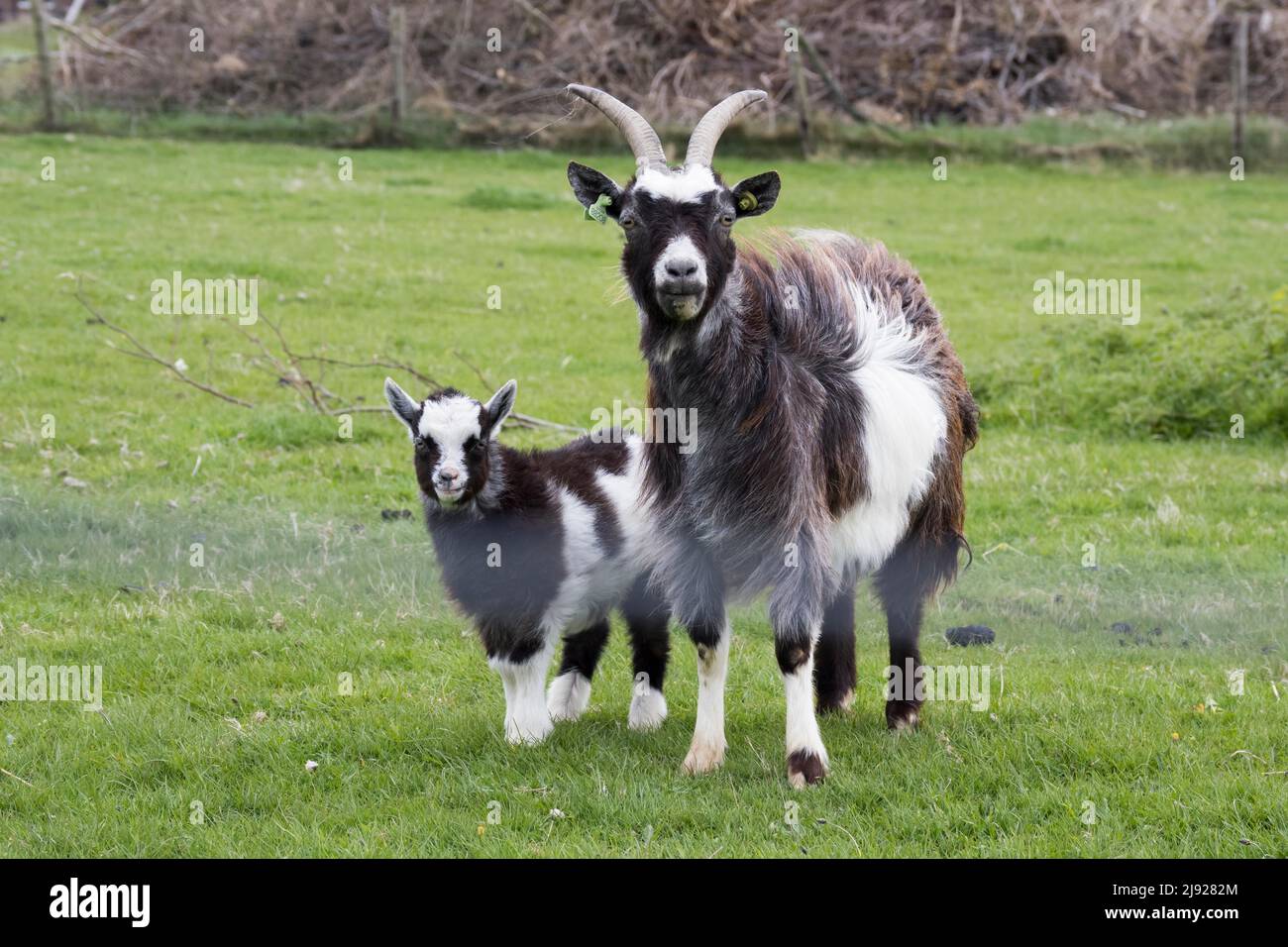 Young animal goat hi-res stock photography and images - Alamy