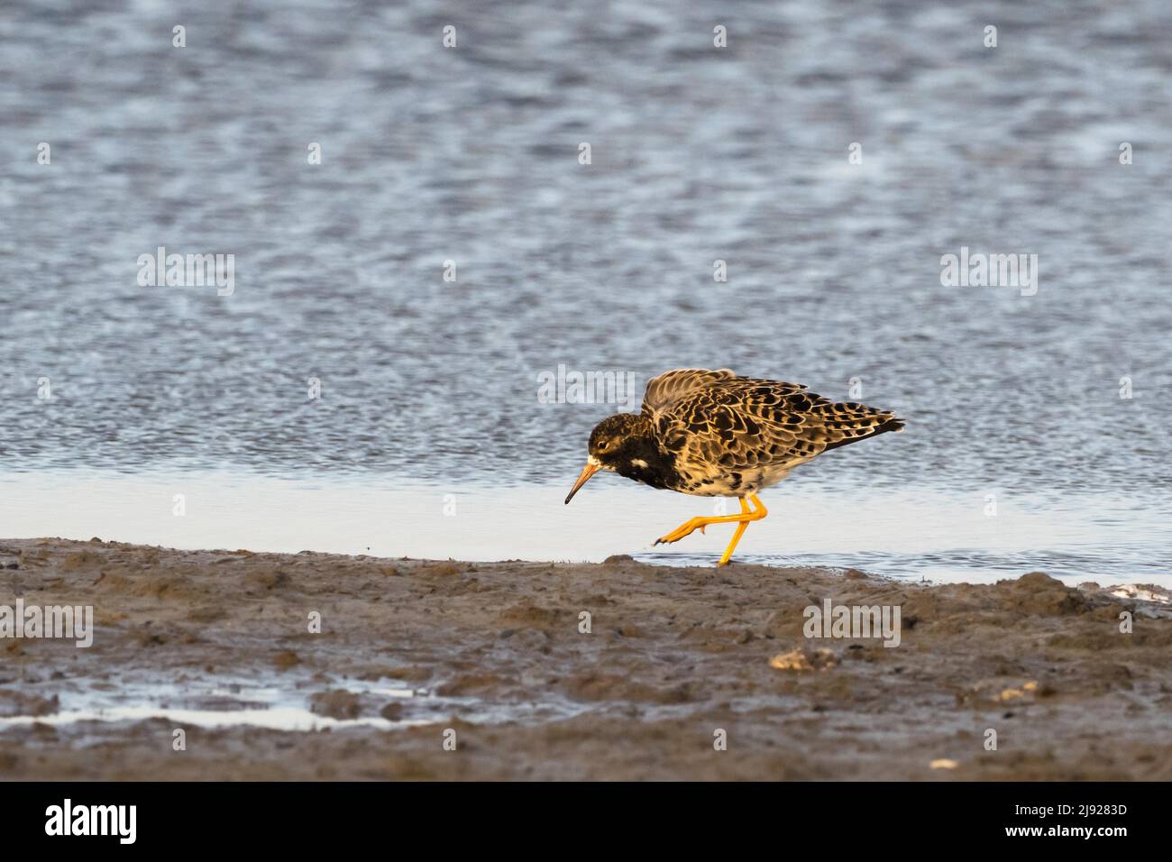 Ruff (Philomachus pugnax), male, running along the water's edge, Texel ...
