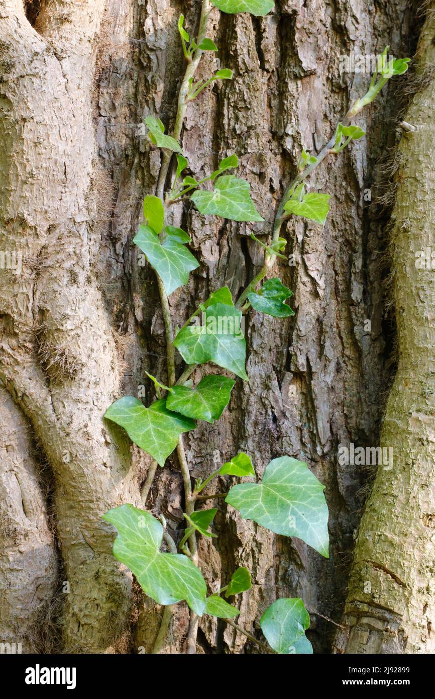 Tree bark with common ivy (Hedera helix), North Rhine-Westphalia ...
