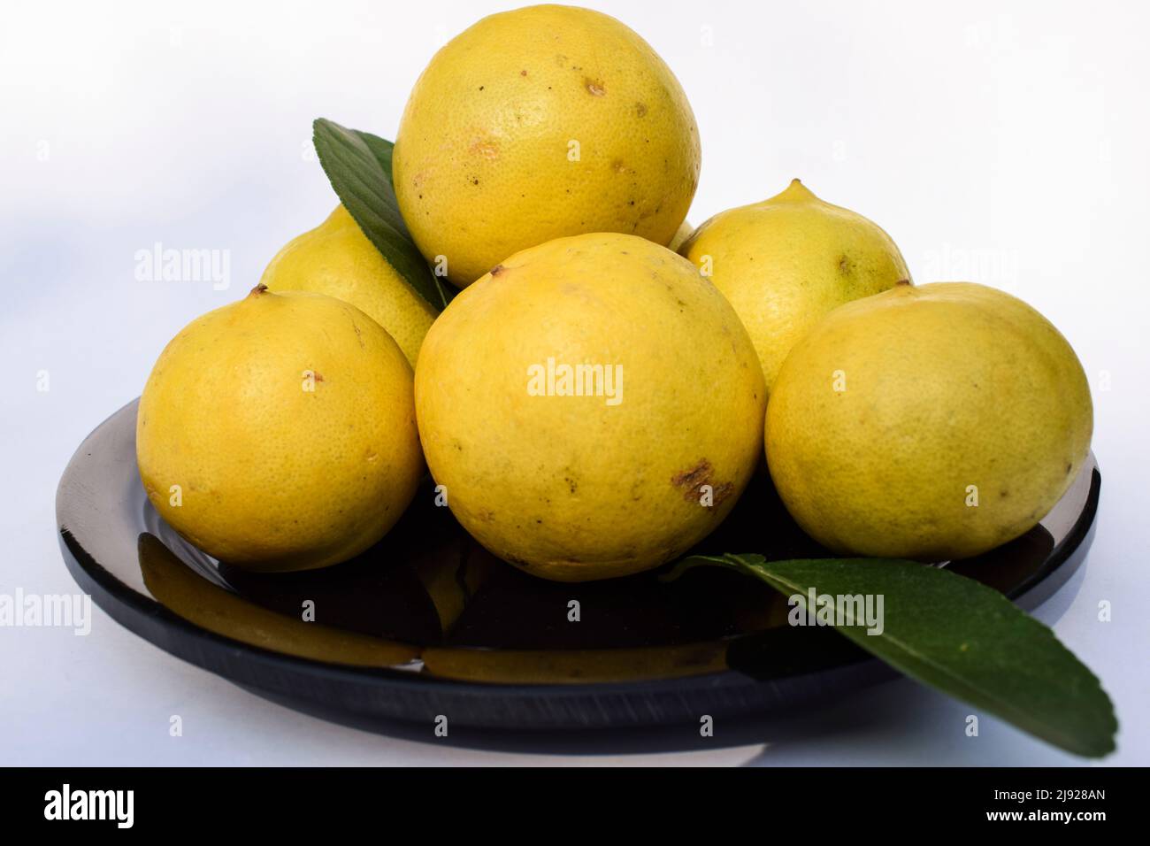 Limba tree hi-res stock photography and images - Alamy