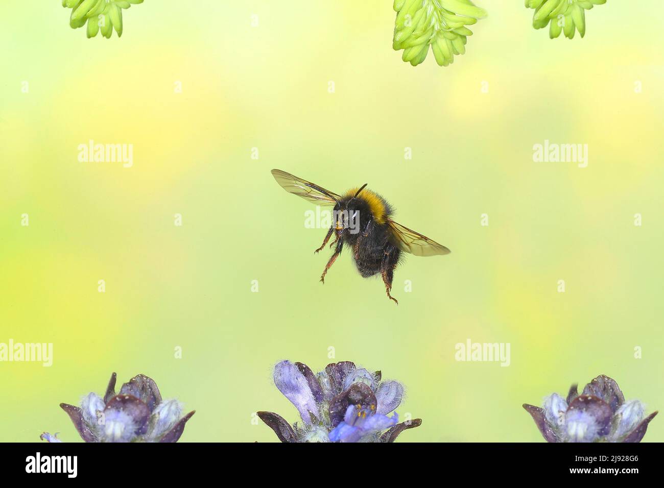Tree bumblebee (Bombus hypnorum), in flight, highspeed nature photo ...