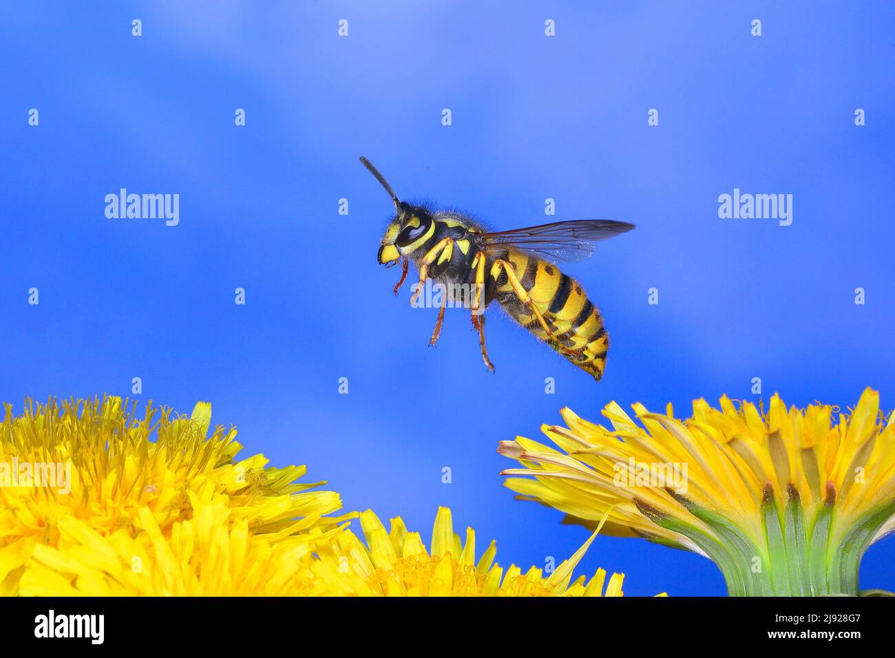 German wasp (Vespula germanica), in flight, highspeed nature photo ...
