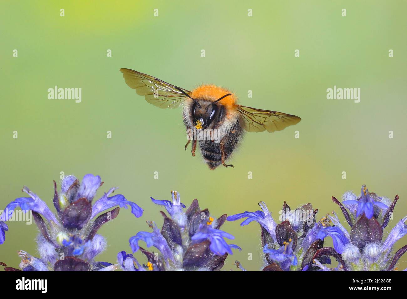 Common carder-bee (Bombus pascuorum), in flight, highspeed nature photo ...