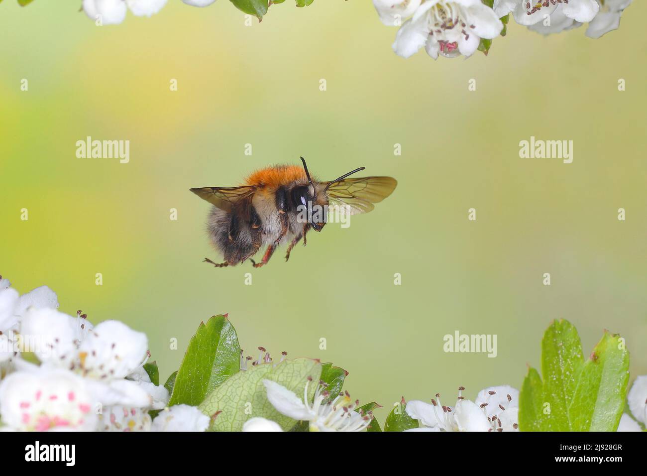 Common carder-bee (Bombus pascuorum), in flight, highspeed nature photo ...